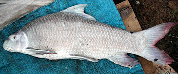 Fishing Worldrecords | carps 5-10 kg | Labeo erythropterus