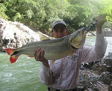 Fishing Worldrecords | characins | Salminus affinis
