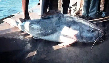 Fishing Worldrecords | catfishes over 50 kg | Chrysichthys cranchii