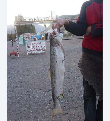 Fishing Worldrecords | Salmonidae over 10 kg | Salmo ischchan